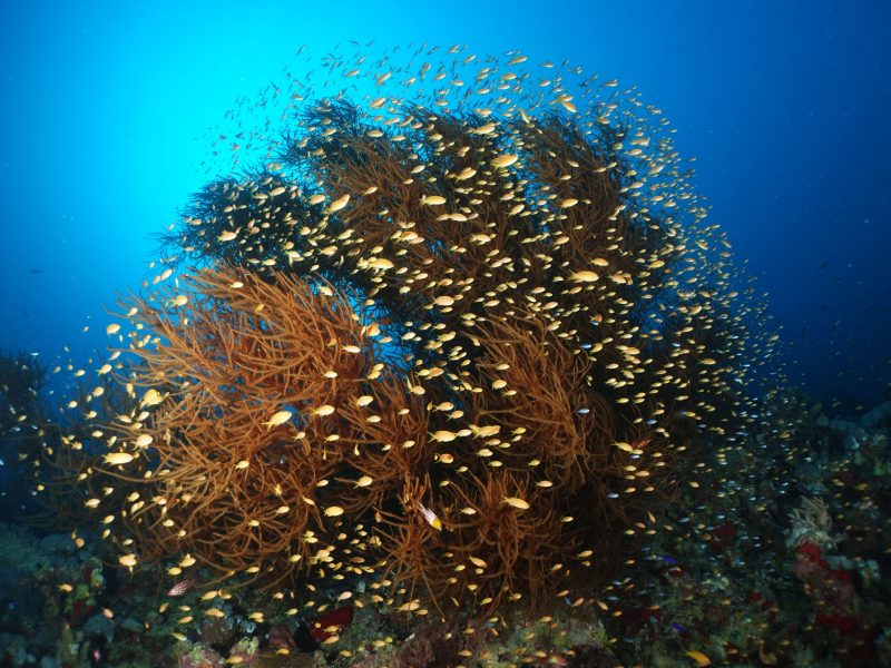 Elba Reef - Enjoy your Diving trip with Royal Evolution