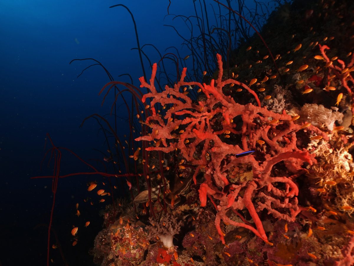 Elba Reef - Enjoy your Diving trip with Royal Evolution