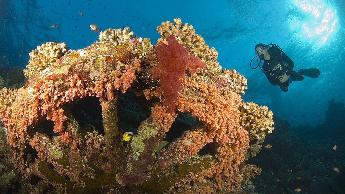 Tauchen in Ägypten - Enjoy your Diving trip with Royal Evolution