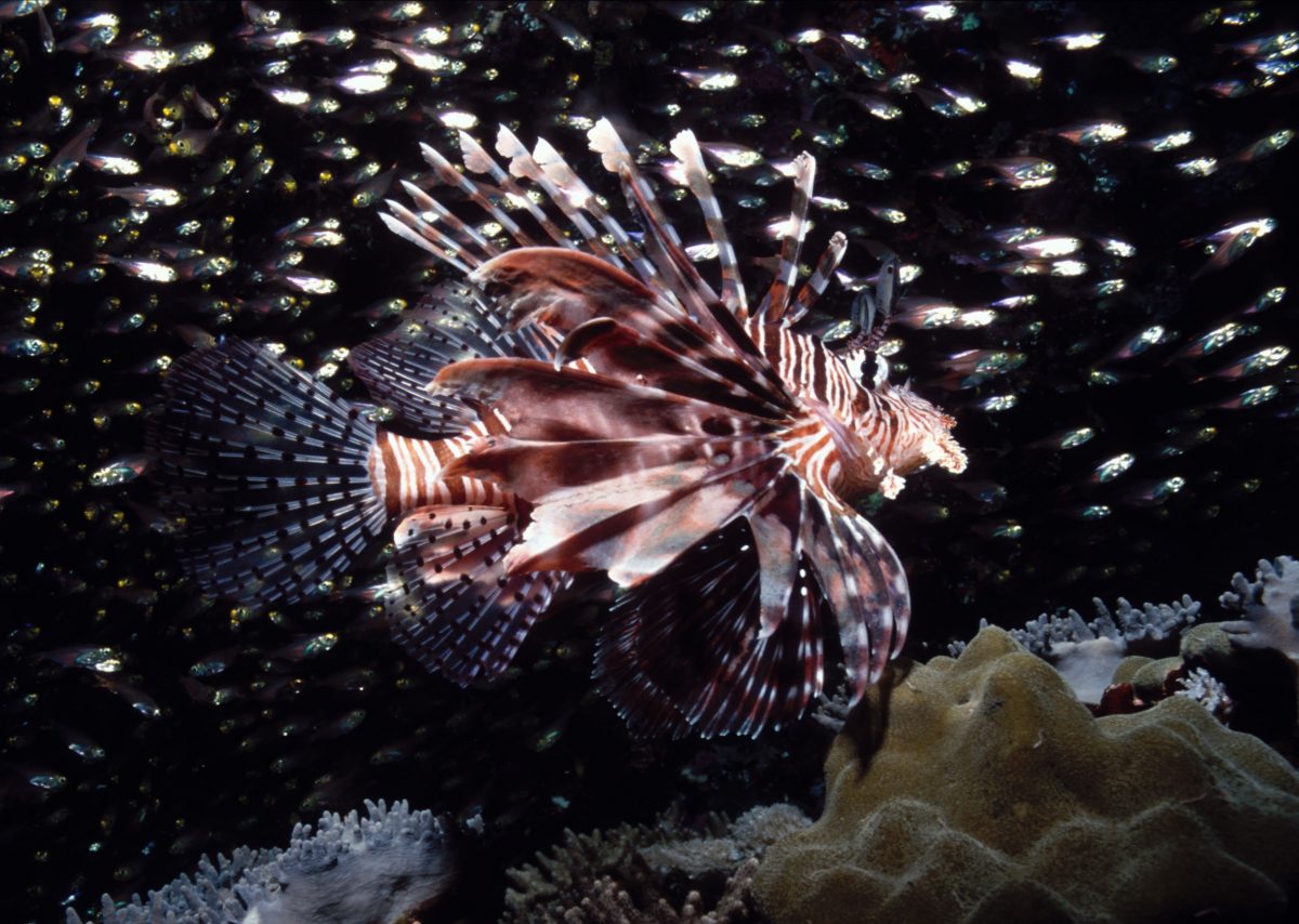 Gallery - Enjoy your Diving trip with Royal Evolution